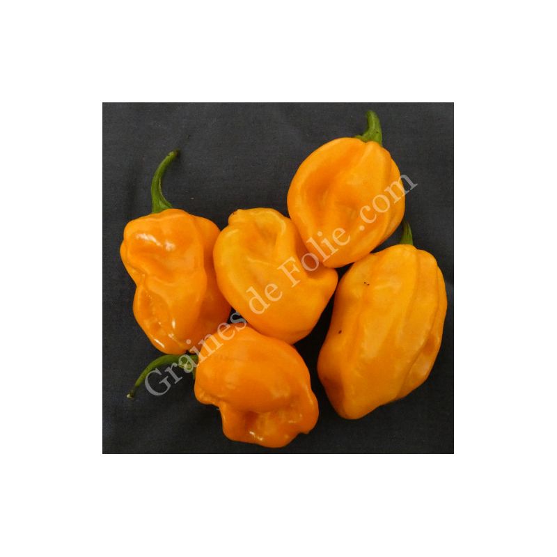 Graines Bio de Piment Habanero Big Sun