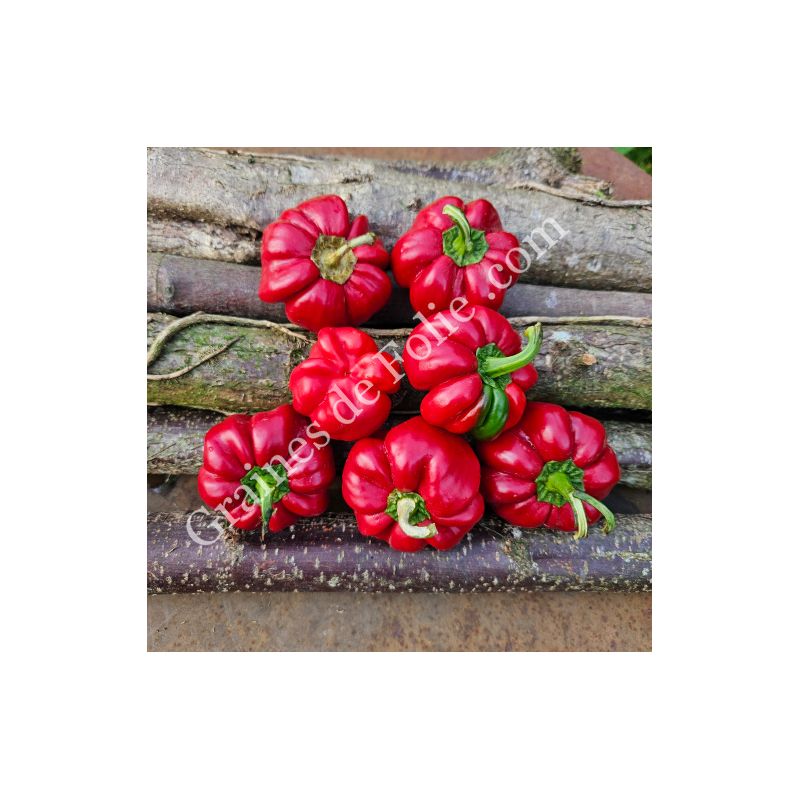 Graines Bio de Piment Ralph Thompson's Squash