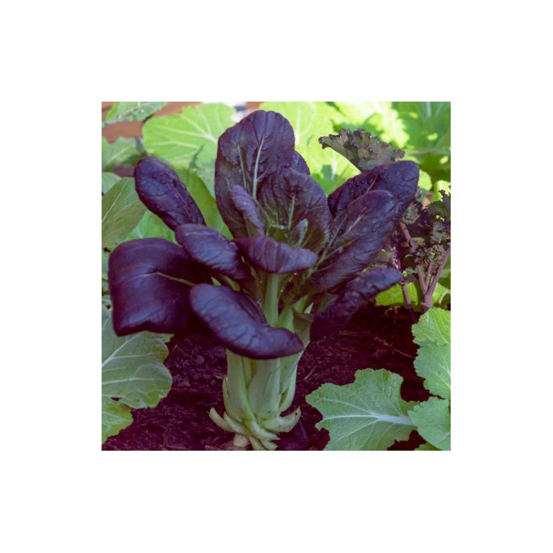 Graines de Chou Chinois Pack Choi Red Inferno